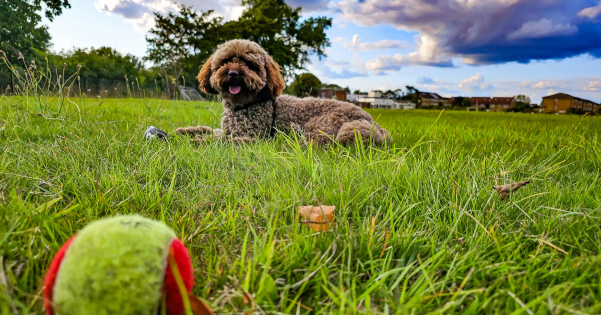 12 Pros and Cons of Cockapoos: What to Know Before You Buy