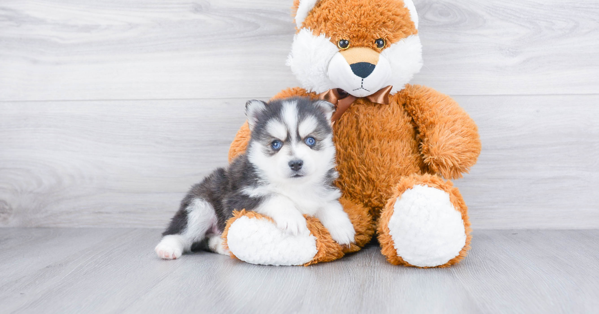 Fluffy Pomsky Remy: 3lb 15oz Designer Puppy