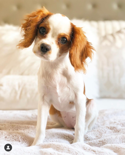 Cavalier King Charles Puppies For Sale | Premier Pups