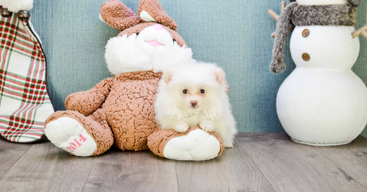 Energetic Pomeranian Snowflake: 1lb 10oz Purebred Puppy