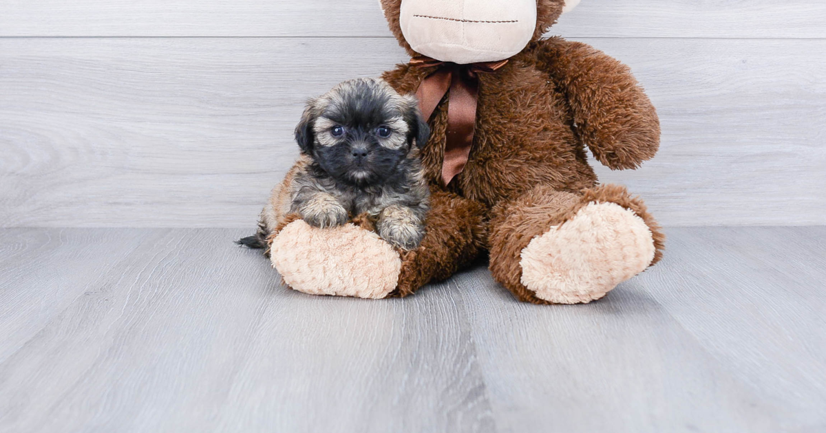 Little Teddy Bear Beth: 2lb 12oz Designer Puppy