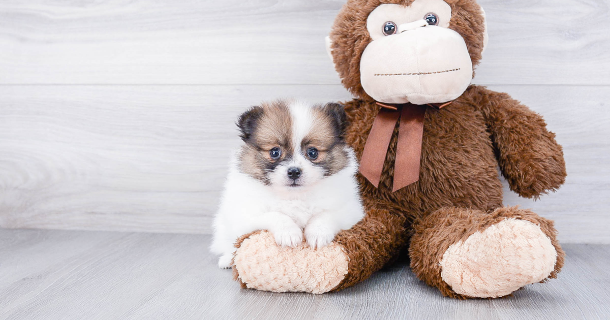 Playful Pomeranian Trinity: 1lb 13oz Purebred Puppy
