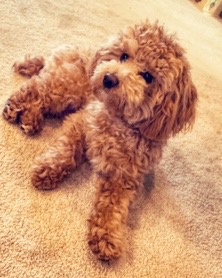 Poochon Puppies for Sale