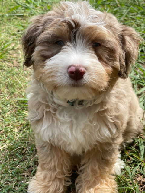 Aussiechon Puppies for Sale | Exclusive Designer Puppies