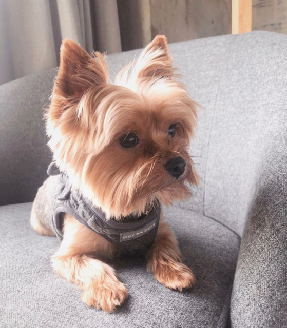 Yorkshire Terrier Puppies For Sale | Premier Pups