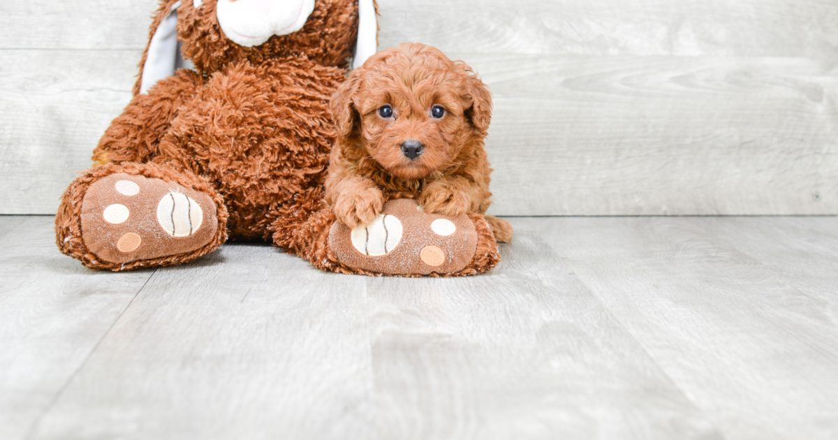 Popular Cavapoo Sally: 4lb 14oz Doodle Puppy