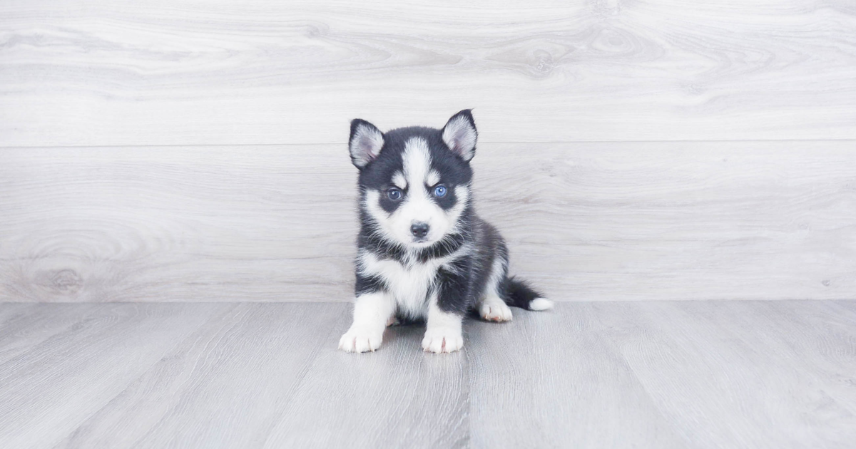 Small Pomsky Selma: 6lb 10oz Designer Puppy
