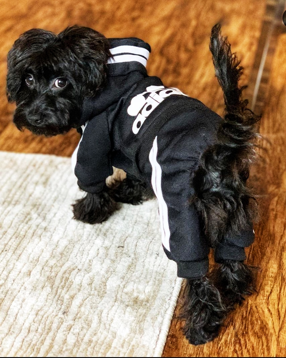 Yorkie Poo Puppies For Sale: Exclusive Doodles | Premier Pups