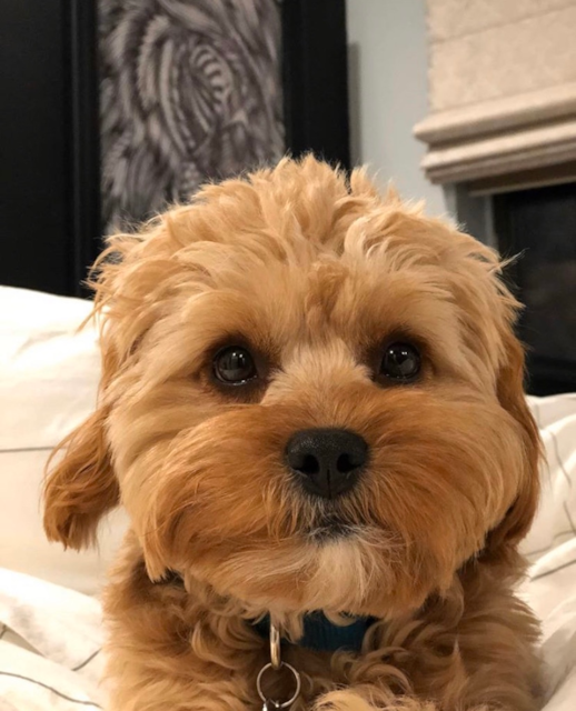 Exclusive Cavapoo Puppies For Sale | Premier Pups