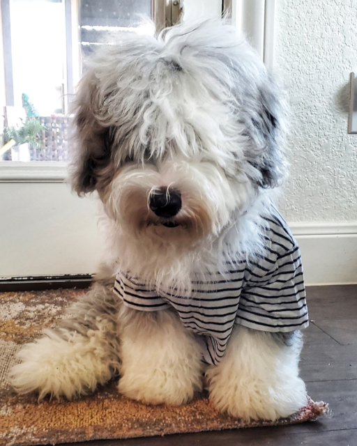 Toy & Mini Sheepadoodle Puppies for Sale | Premier Pups