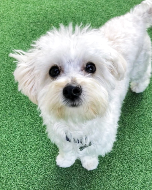 Poochon Puppies for Sale