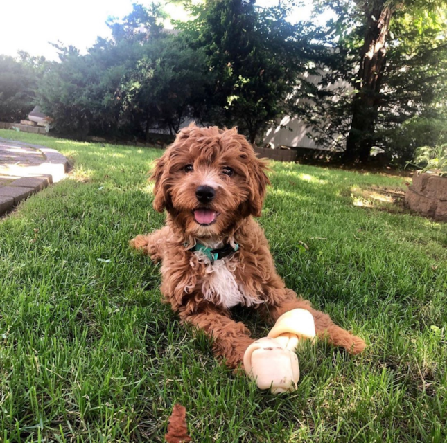 Exclusive Cavapoo Puppies For Sale | Premier Pups