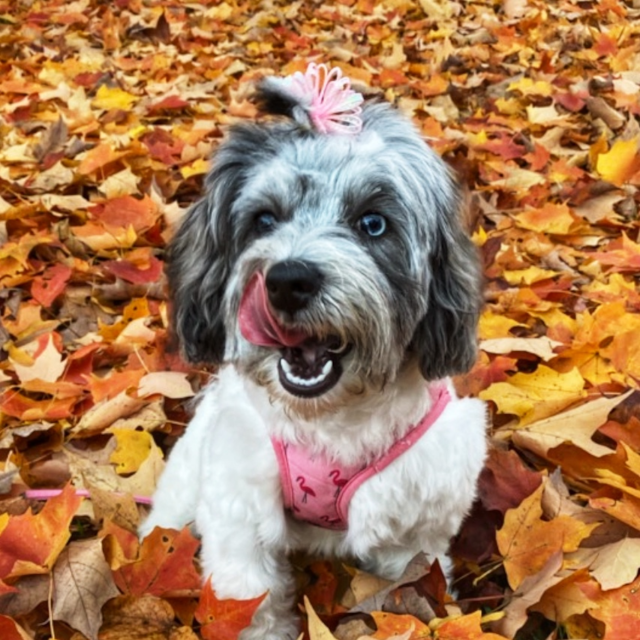 Poochon Puppies for Sale