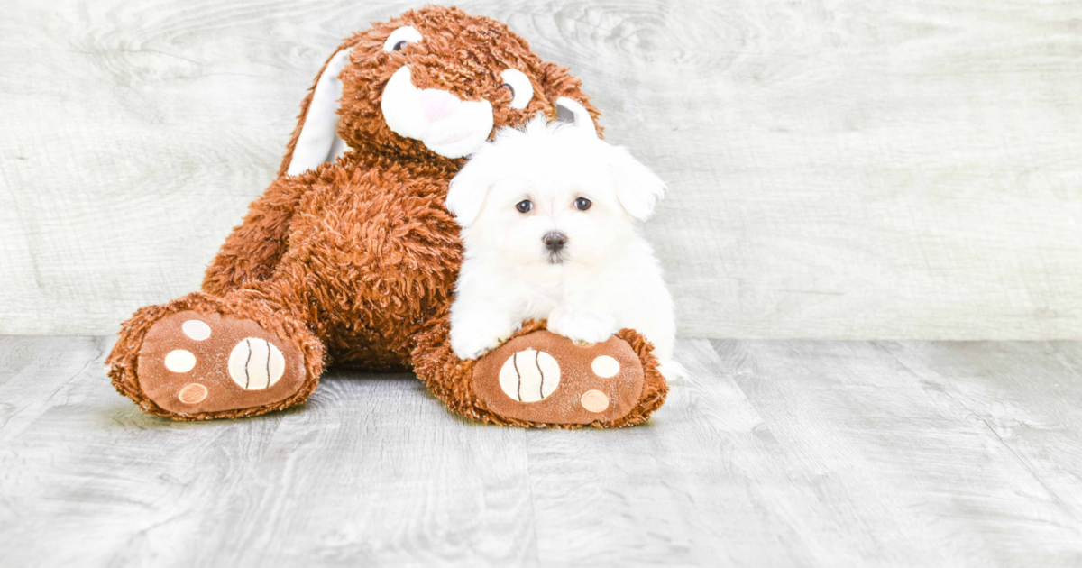 Funny Maltese Diamond: 2lb 2oz Purebred Puppy