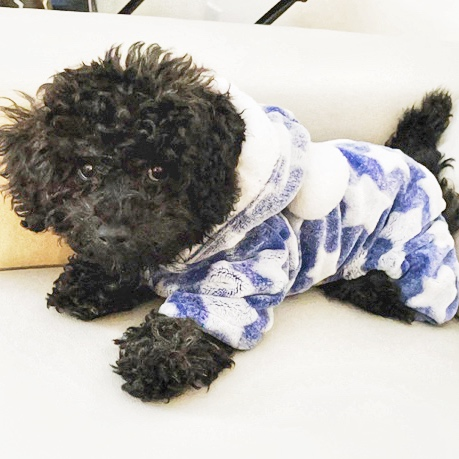 Poochon Puppies for Sale