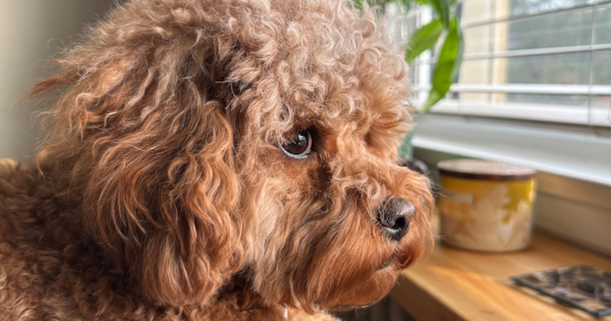 A Beginner's Guide To Cavapoo Generations: F1, F1b, F2 & MORE