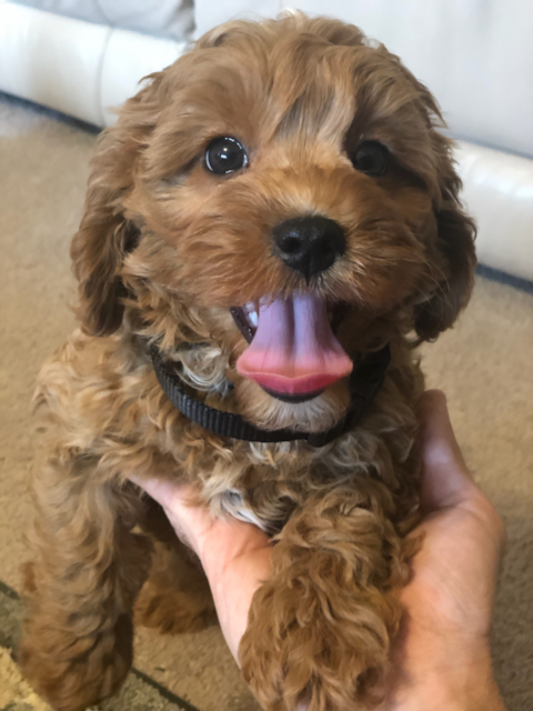 Exclusive Cavapoo Puppies For Sale | Premier Pups