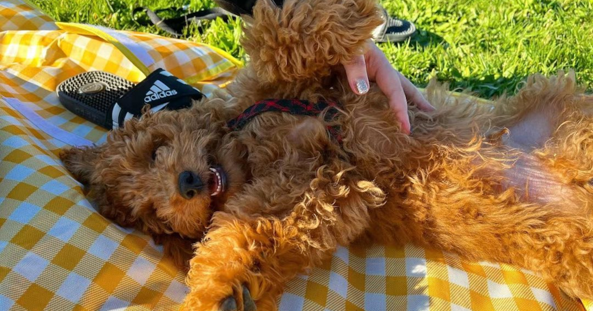 Apricot Mini Goldendoodle: Costs, Coats & Care (Expert Guide)