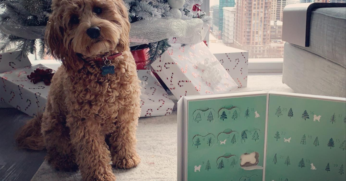 Are Cockapoos Good Dogs? A Closer Look at Their Nature