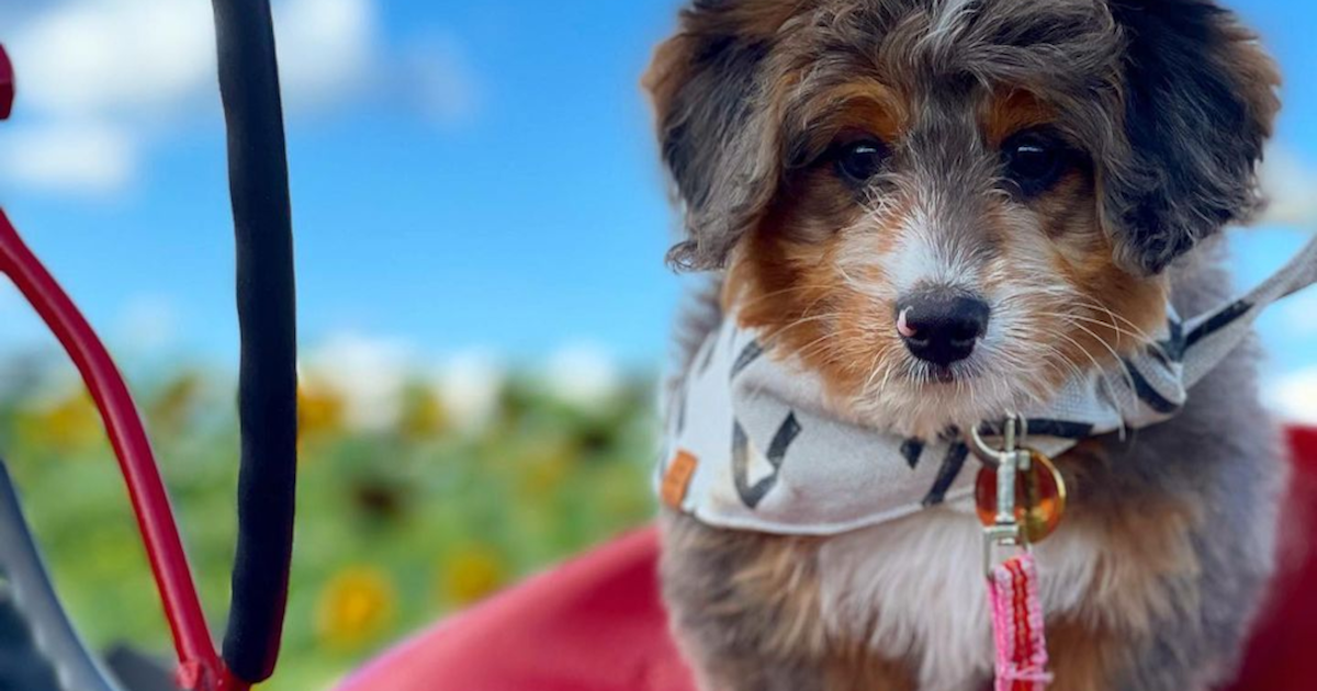 Are Mini Bernedoodles Good Family Dogs?