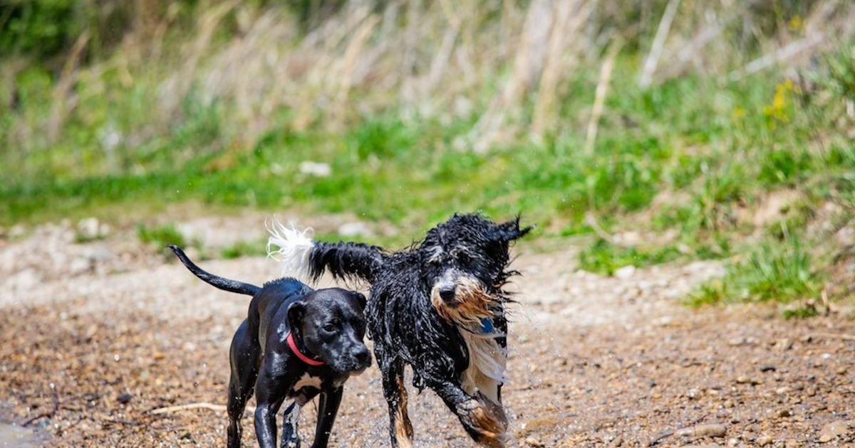 Are Mini Bernedoodles High Energy? An Honest Look at Daily Life