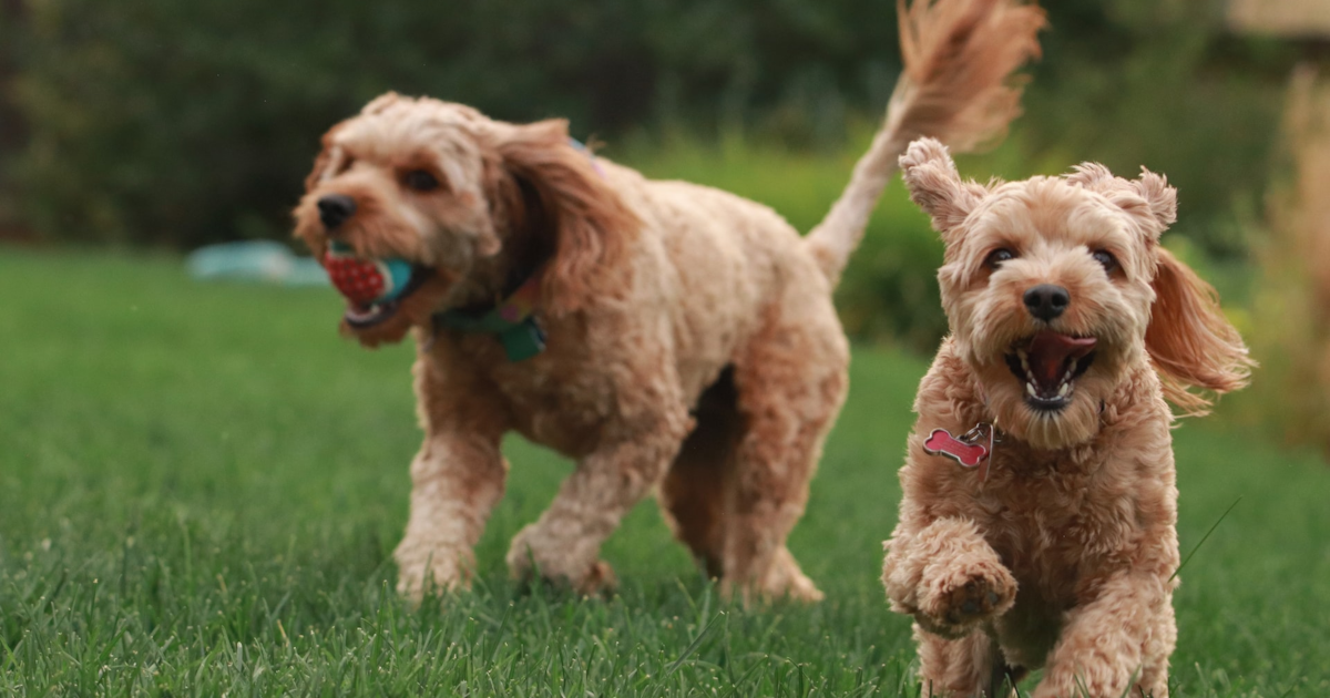 Are Two Dogs Better Than One? 8 Pros & Cons - Premier Pups