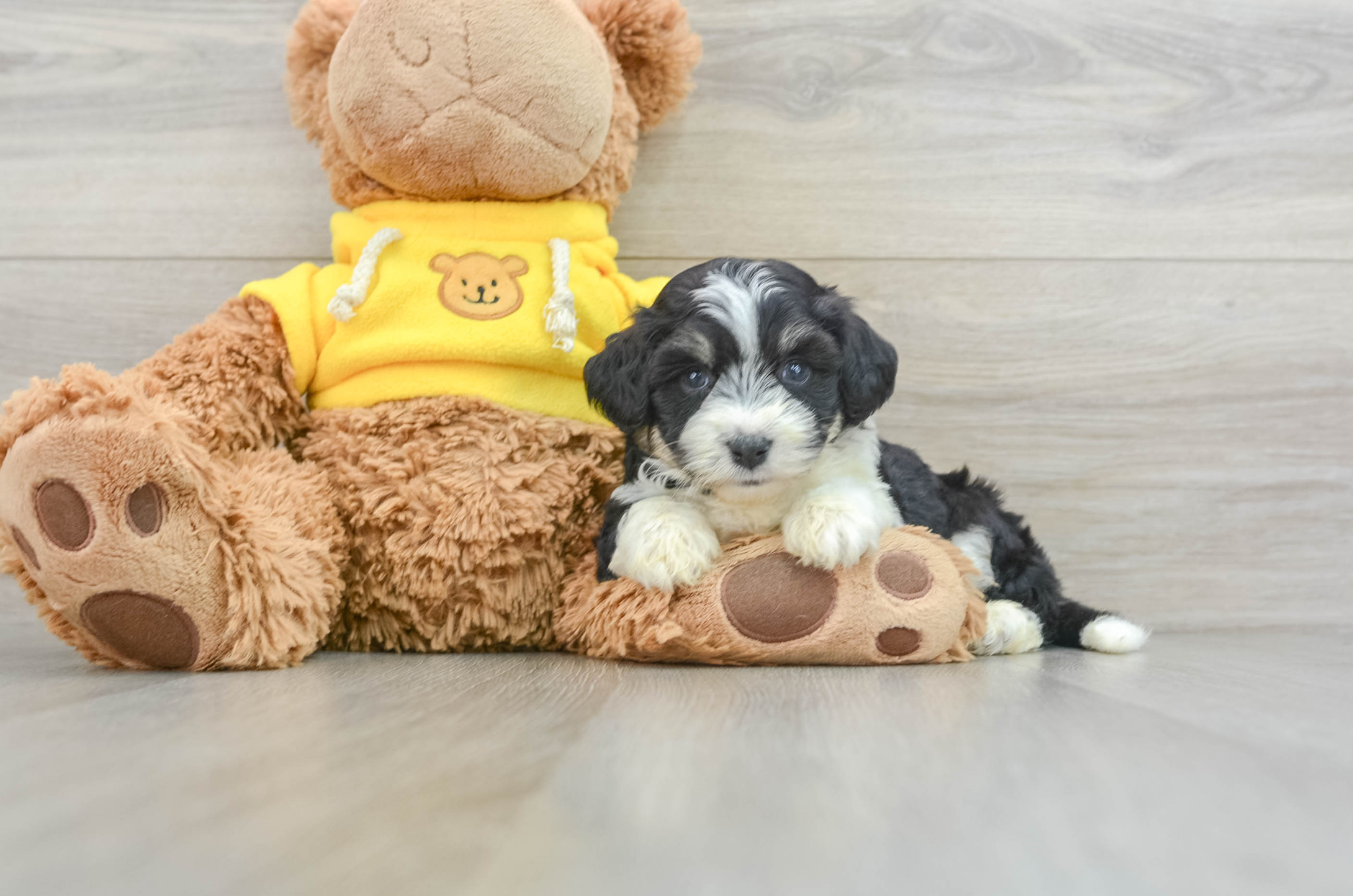 Aussiechon Puppies for Sale | Exclusive Designer Puppies