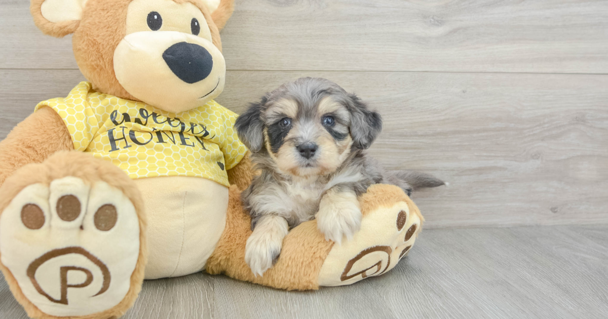Cute Aussiechon Asiago: 4lb 10oz Designer Puppy
