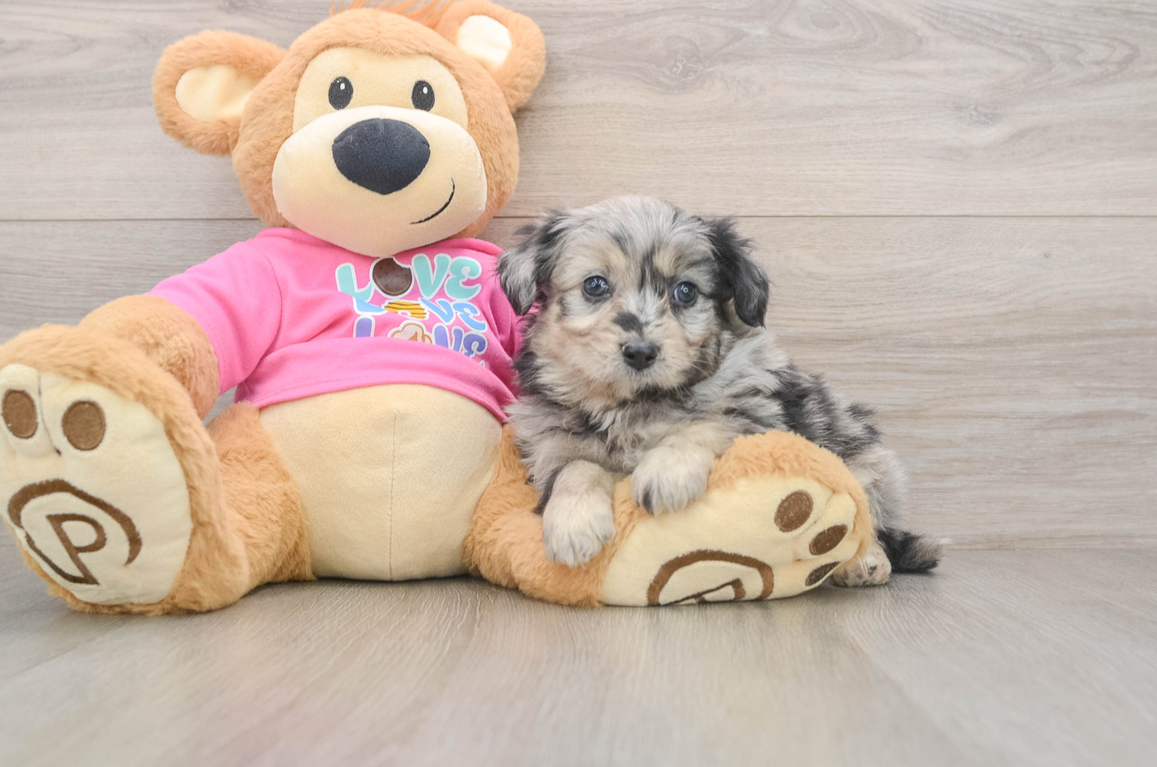 Aussiechon Puppies for Sale | Exclusive Designer Puppies