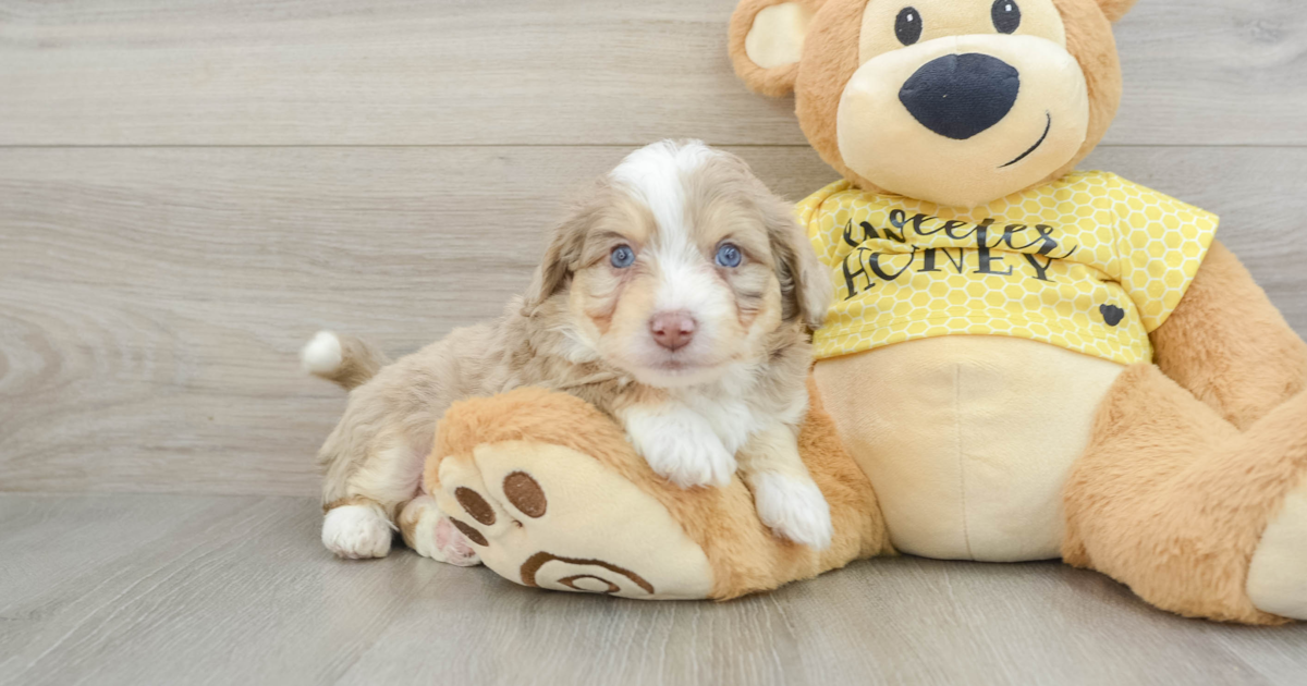 Adorable Aussiechon Austin: 7lb 2oz Designer Puppy