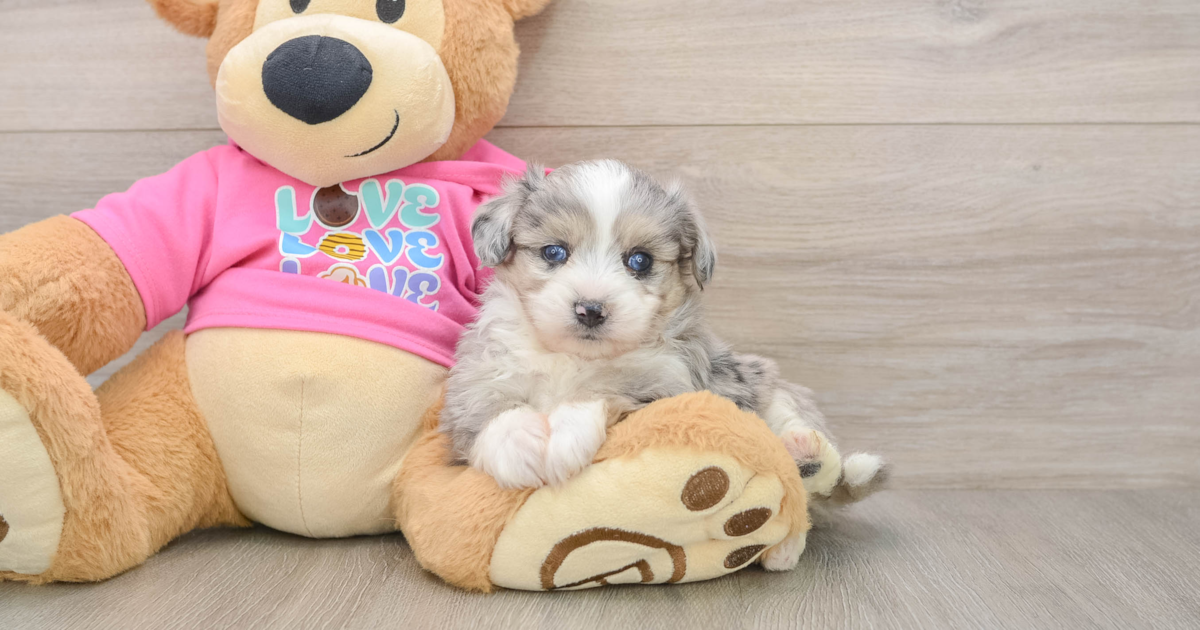Funny Aussiechon Austin: 3lb 9oz Designer Puppy
