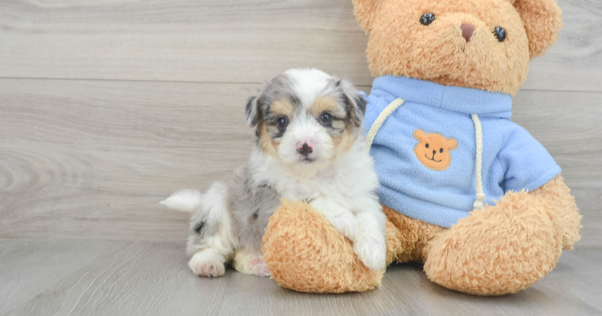 Happy Aussiechon Bahama: 3lb 12oz Designer Puppy