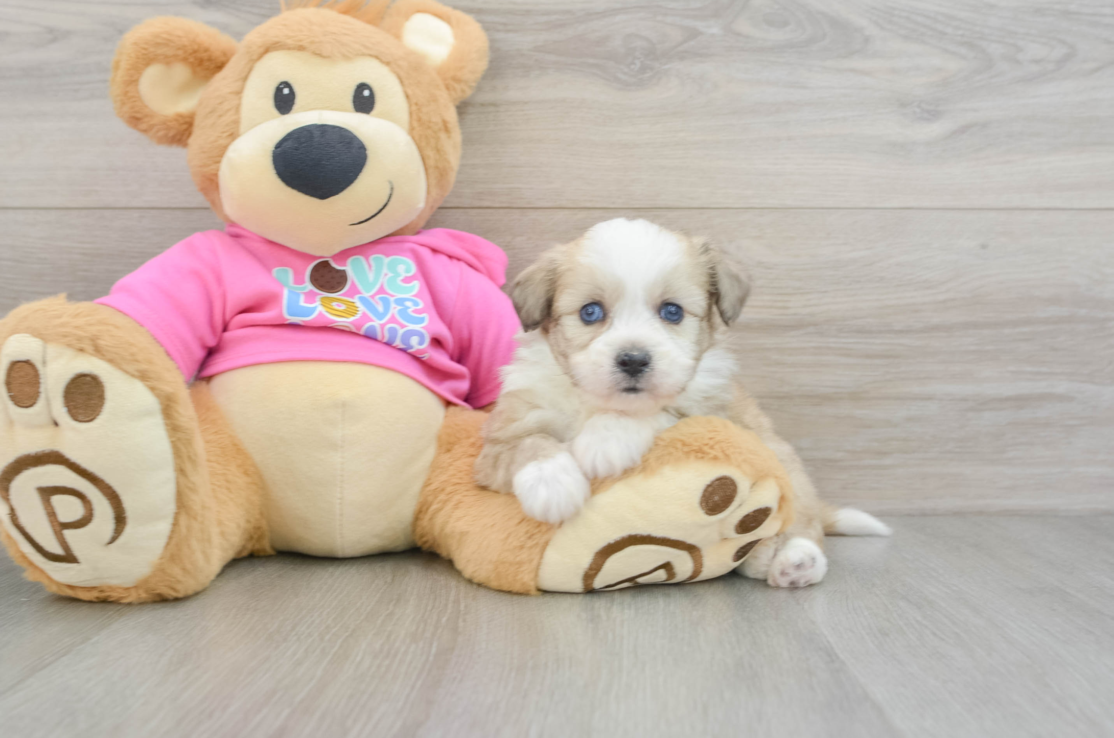 Aussiechon Puppies for Sale | Exclusive Designer Puppies