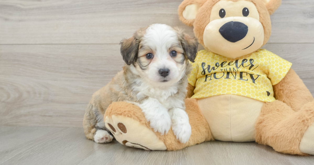 Small Aussiechon Bao: 4lb 8oz Designer Puppy