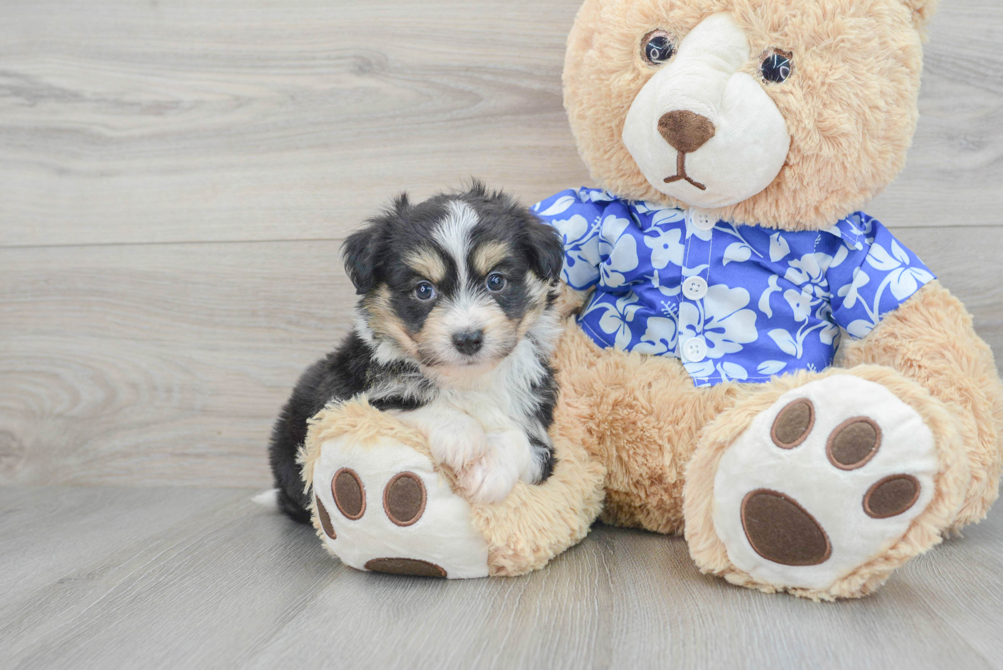 Happy Aussiechon Chewbacca: 4lb 10oz Designer Puppy