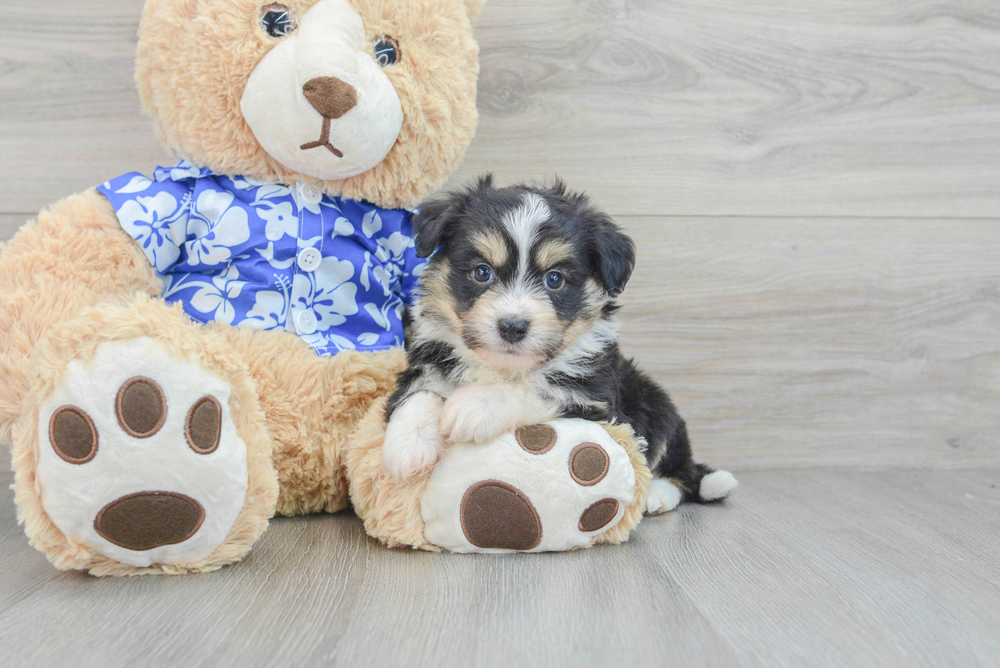 Little Aussiechon Chewbacca: 4lb 10oz Designer Puppy