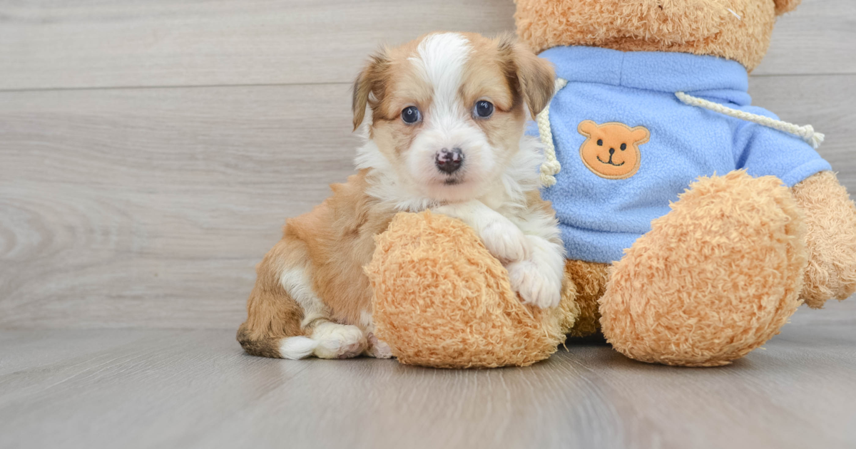 Sweet Aussiechon Chip: 2lb 14oz Designer Puppy
