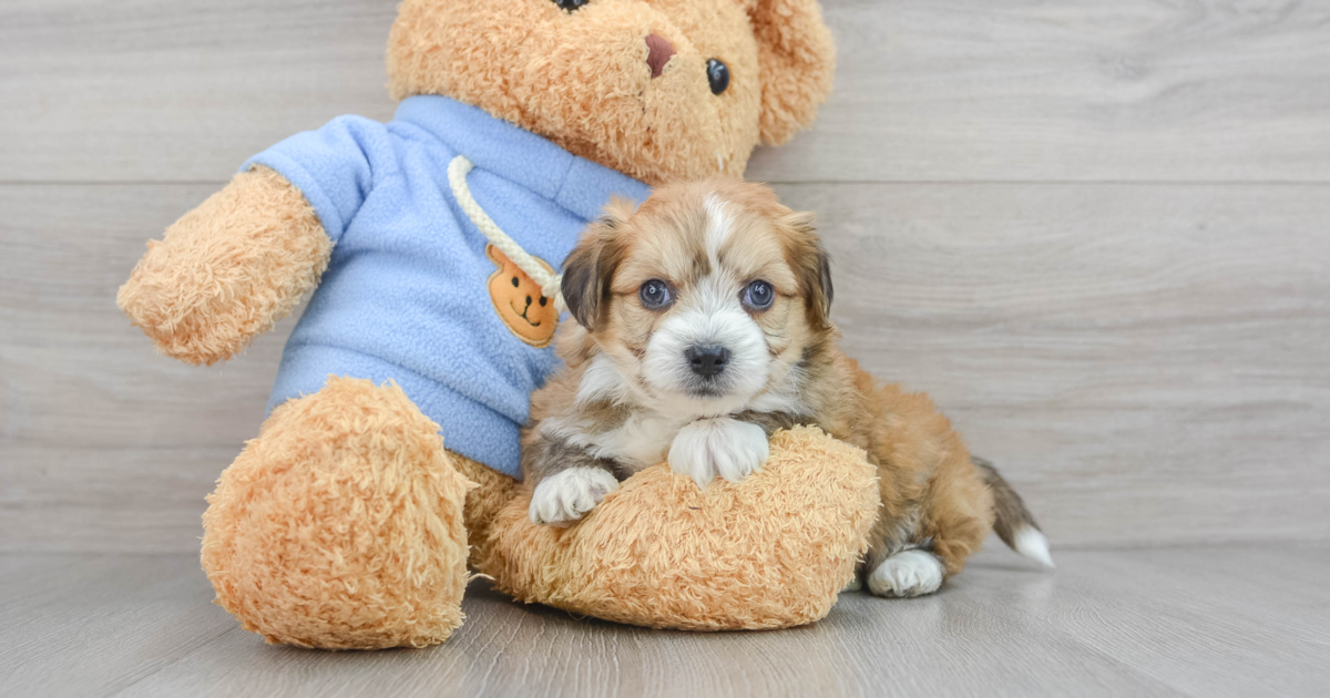 Energetic Aussiechon Chip: 3lb 8oz Designer Puppy