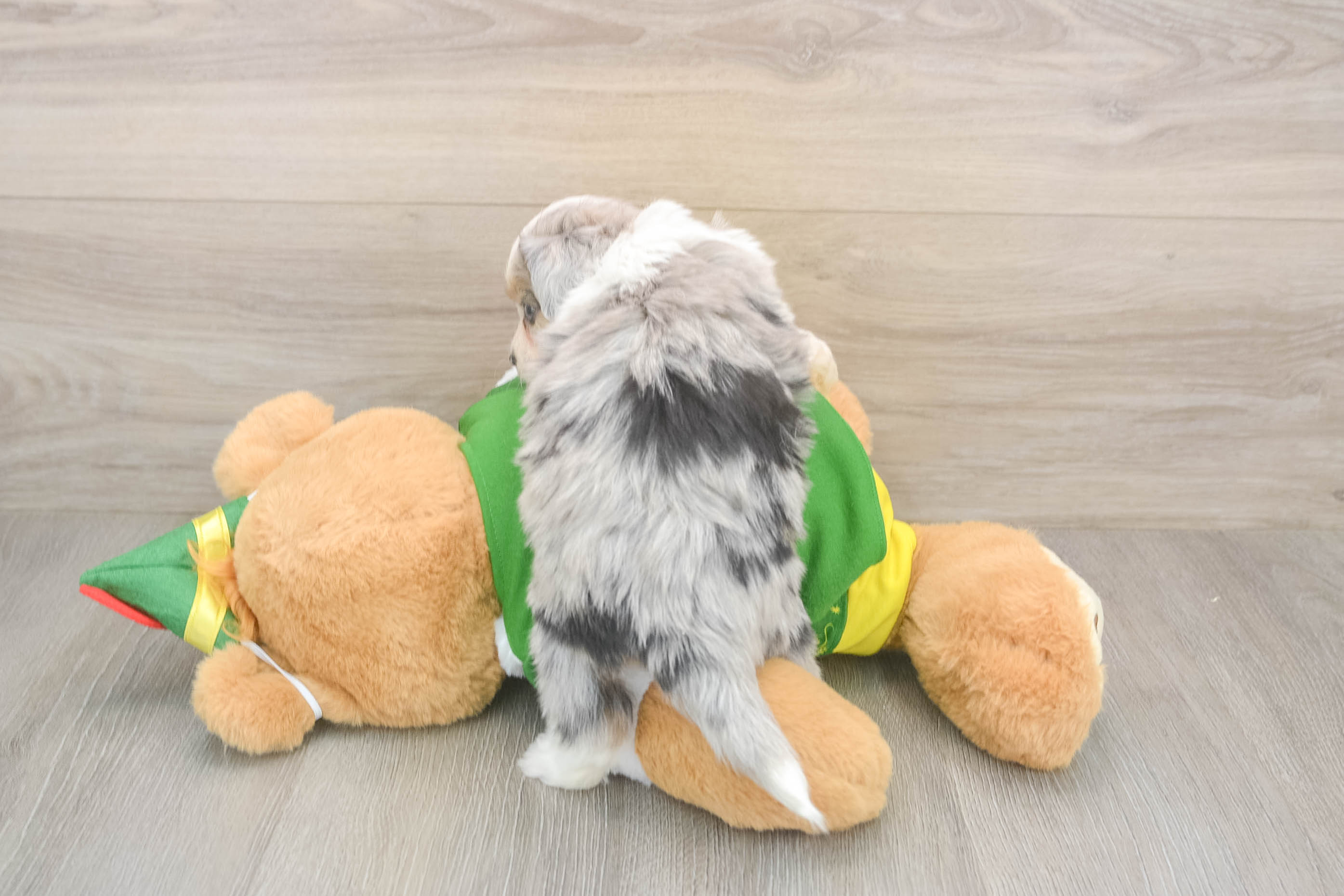 Aussiechon Coachella: 2lb 2oz Designer Puppy