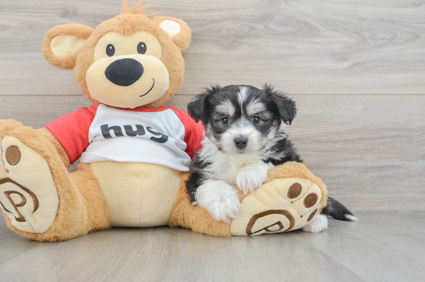 Aussiechon Puppies for Sale | Exclusive Designer Puppies