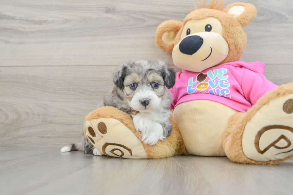 Small Aussiechon Croatia: 3lb 13oz Designer Puppy