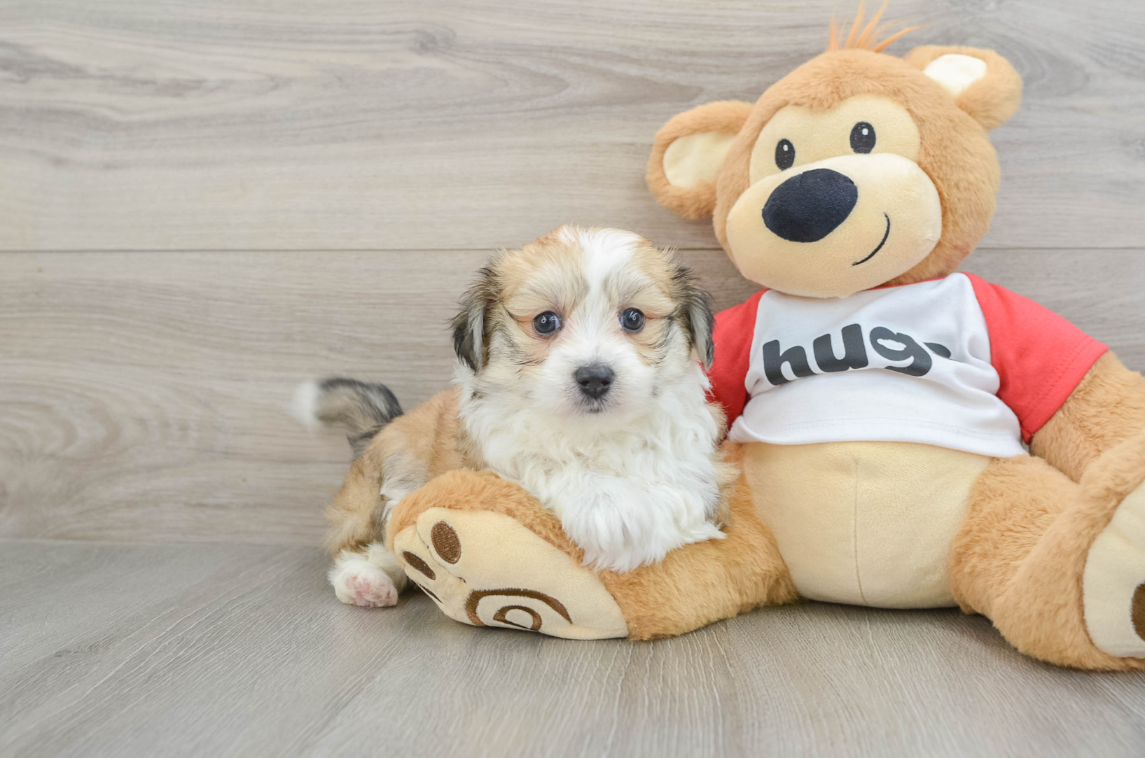 Aussiechon Puppies for Sale | Exclusive Designer Puppies