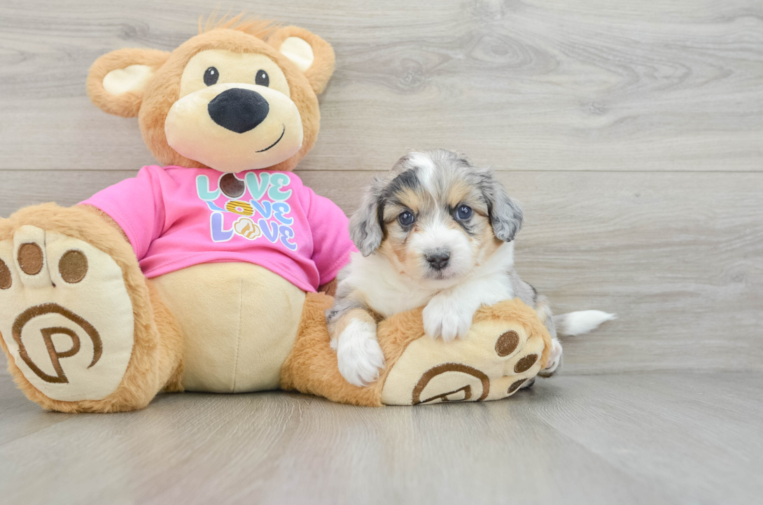 Aussiechon Puppies for Sale | Exclusive Designer Puppies