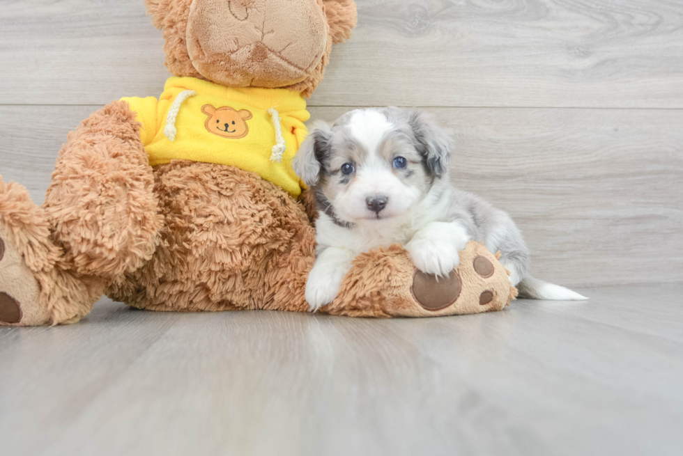 Fluffy Aussiechon Finnick: 4lb 15oz Designer Puppy