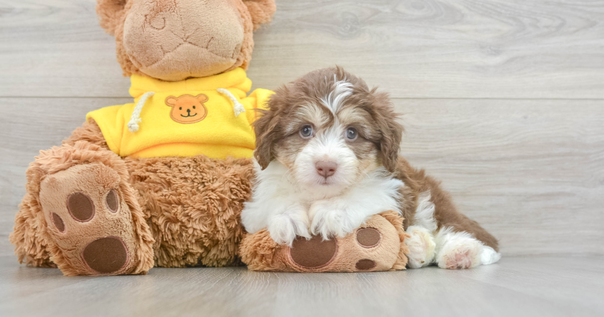 Cute Aussiechon Finnick: 5lb 8oz Designer Puppy
