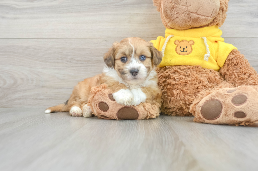 Aussiechon Puppies for Sale | Exclusive Designer Puppies