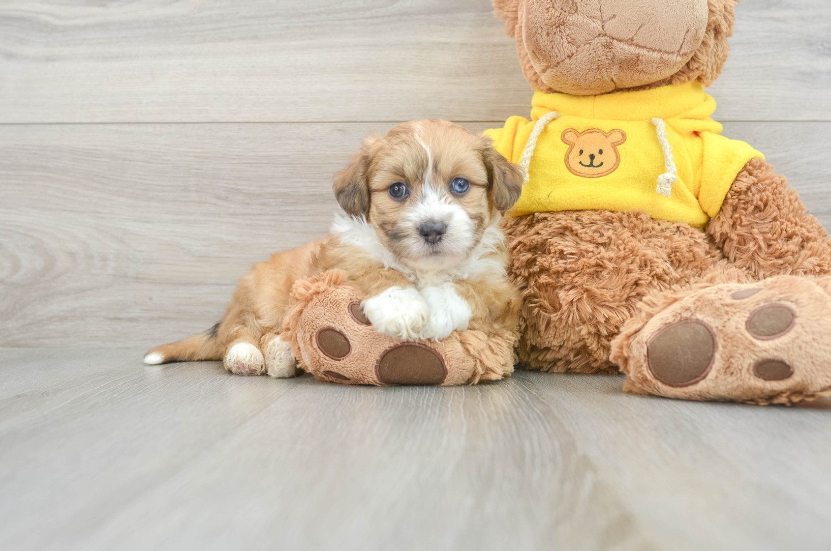 Aussiechon Puppies for Sale | Exclusive Designer Puppies