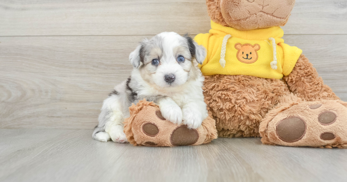 Happy Aussiechon Indigo: 4lb 5oz Designer Puppy