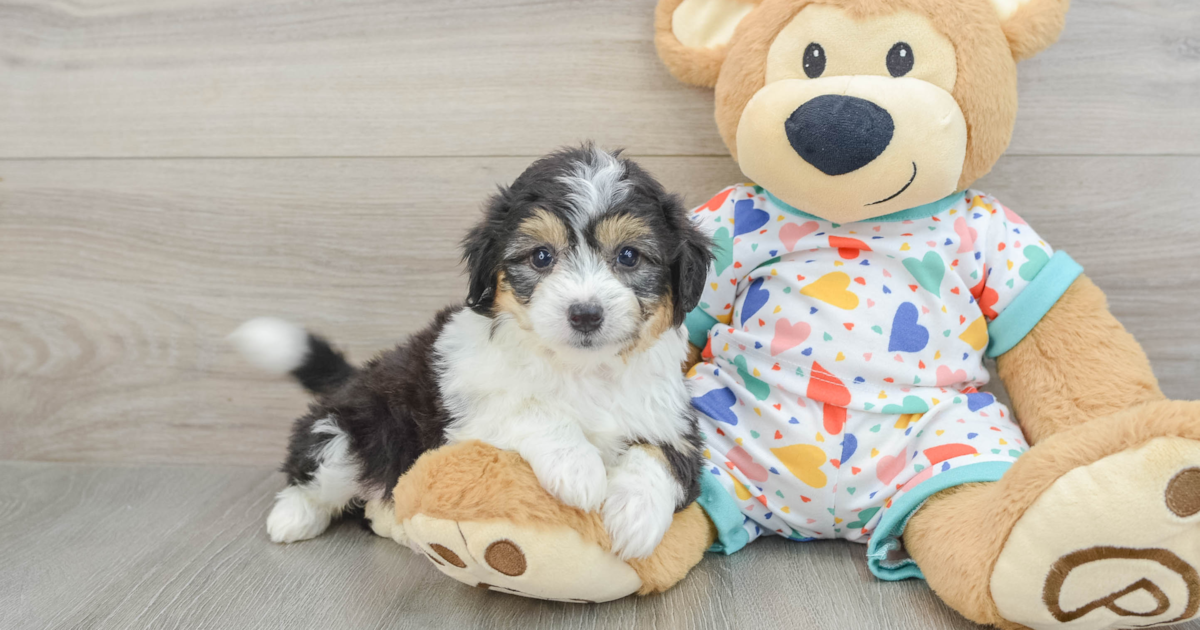 Petite Aussiechon Isabella: 3lb 15oz Designer Puppy