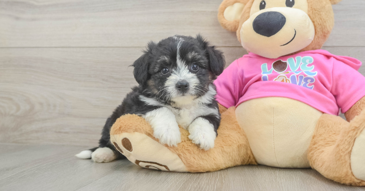 Fluffy Aussiechon Isabella: 4lb 4oz Designer Puppy